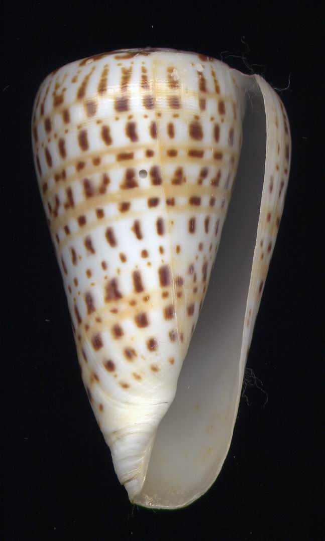 visualisation d'un cône